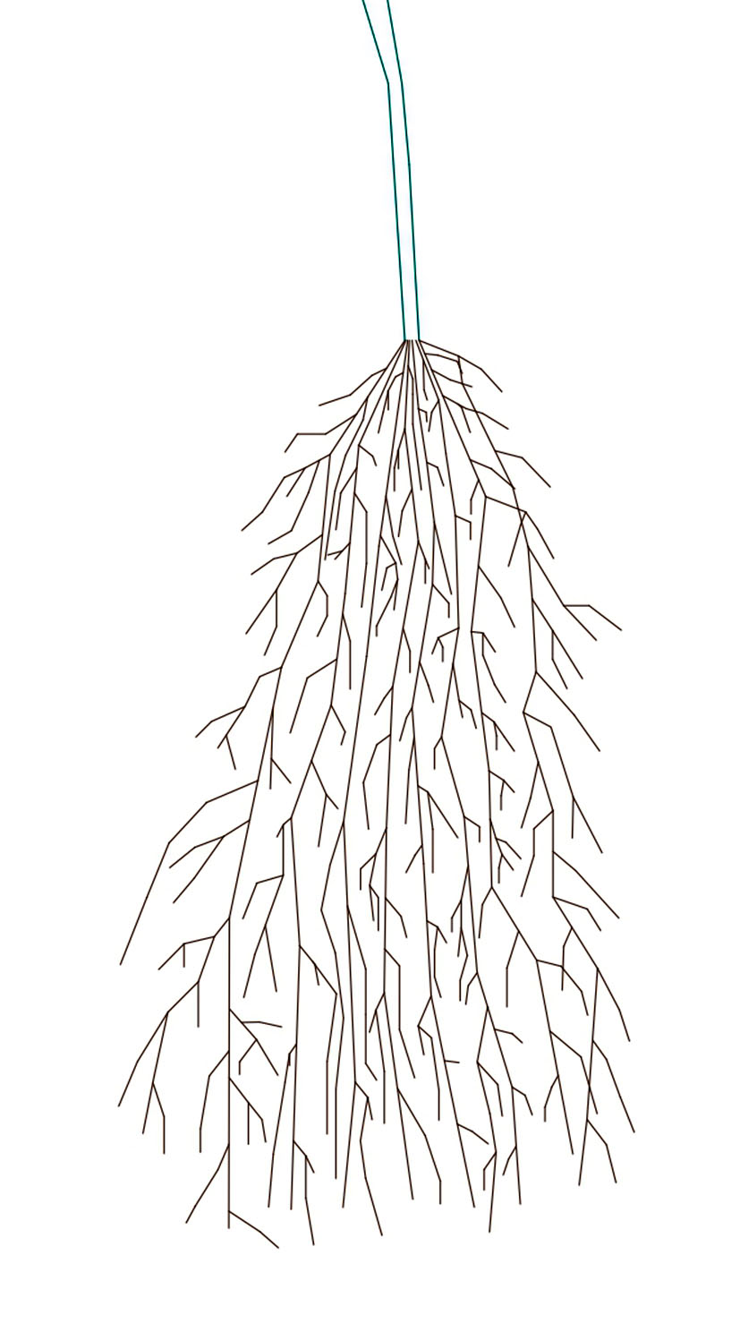 Biologie des plantes potagères. – Légumes urbains